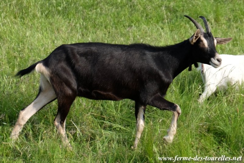 Nos chèvres