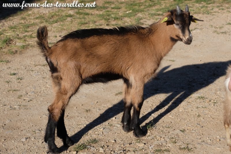 Nos chèvres