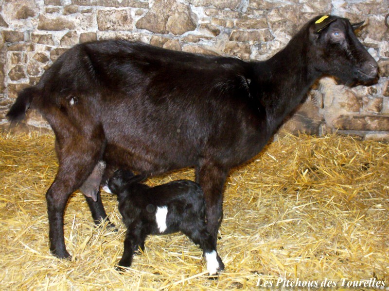 Nos chèvres
