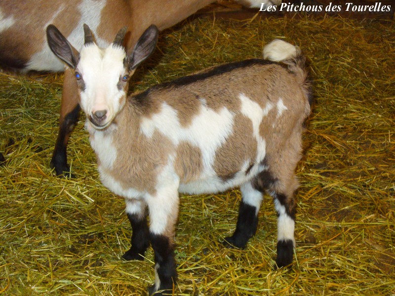 Nos chèvres