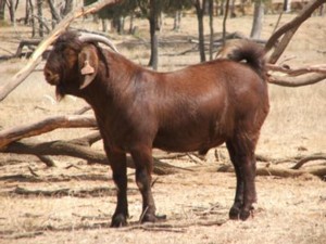 Les races de chèvres