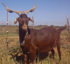 Les races de chèvres